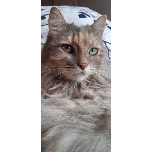 Sticker Maker - Gata