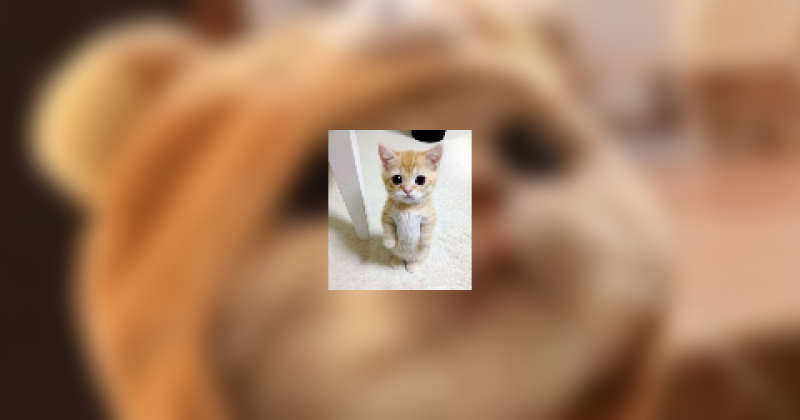 Sticker Maker - Gatito (Parte 1)
