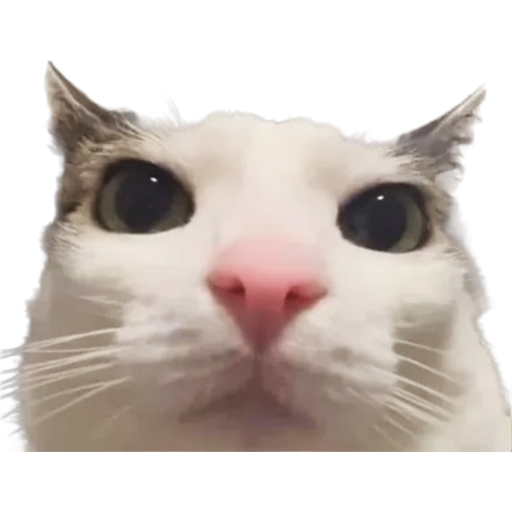 Sticker Maker - Gatitos