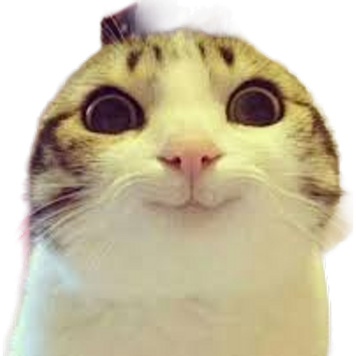 Sticker Maker - Gatitos