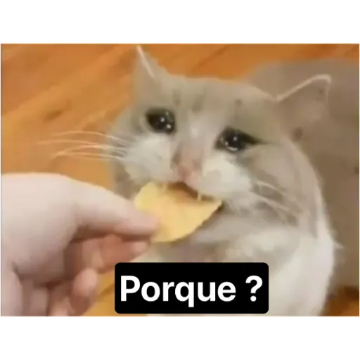 Sticker Maker - gatitos sad