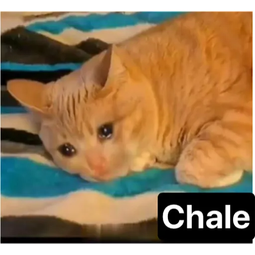 Sticker Maker - gatitos sad