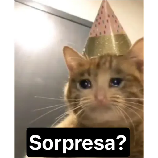 Sticker Maker - gatitos sad