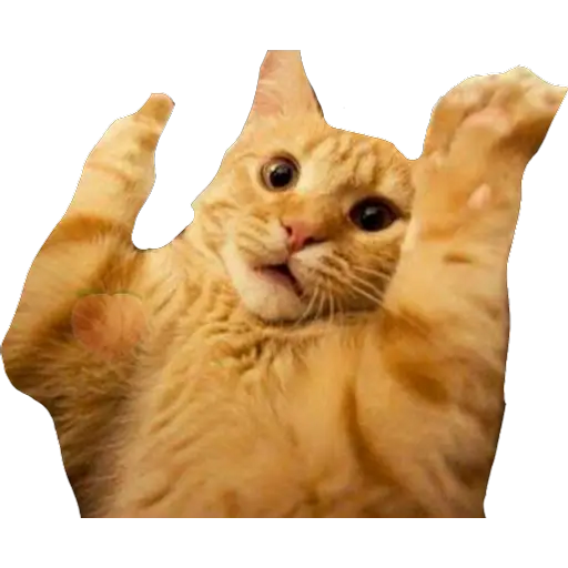 Sticker Maker - Gatitos