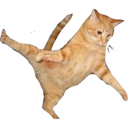 Sticker Maker - Gatitos