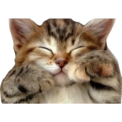 Sticker Maker - Gatitos