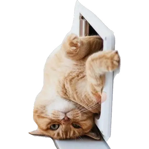 Sticker Maker - Gatitos