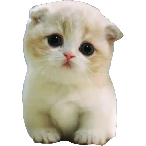 Sticker Maker - Gatitos