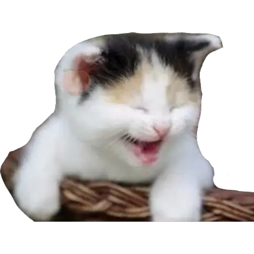 Sticker Maker - Gatitos