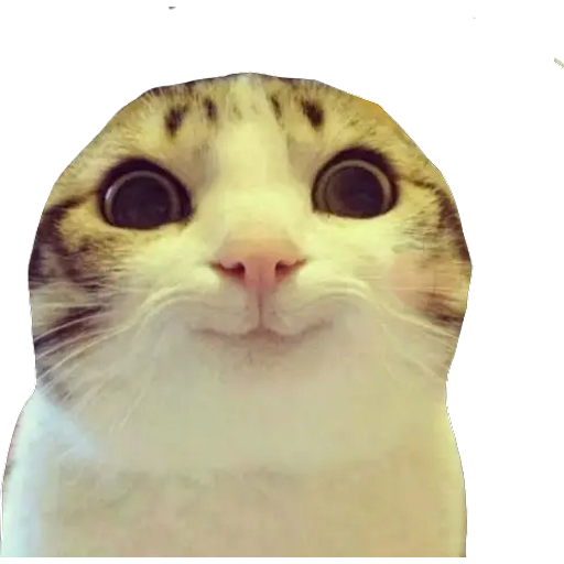 Sticker Maker - Gatitos