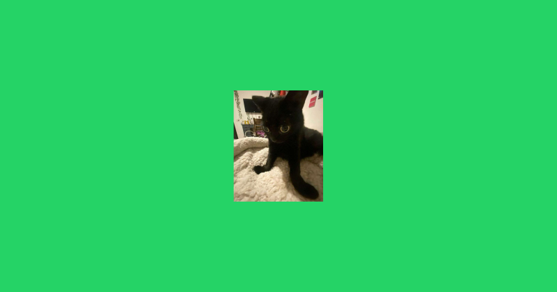 Sticker Maker - gato