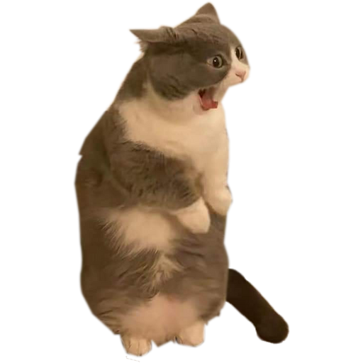 Sticker Maker - Gato :0