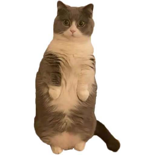 Sticker Maker - Gato :0