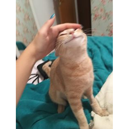 Sticker Maker - gato