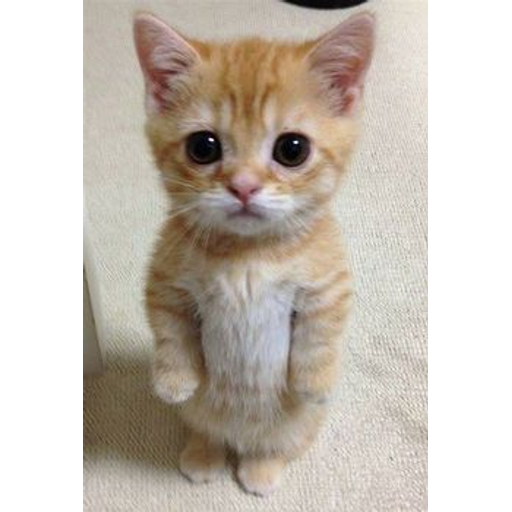 Sticker Maker - gato