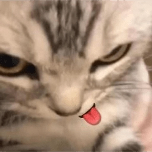 Sticker Maker - gatos