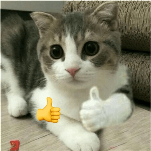 Sticker Maker - gatos