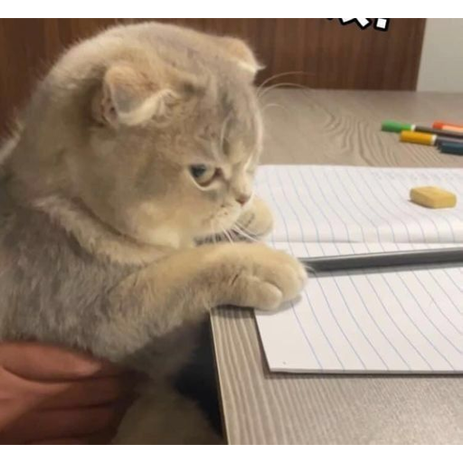 Sticker Maker - gatos