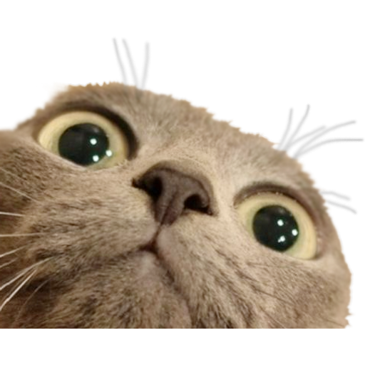 Sticker Maker - Gatos y Cats
