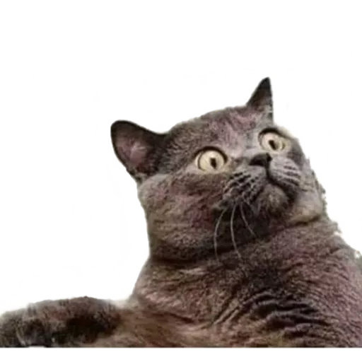 Sticker Maker - Gatos