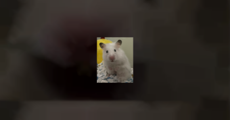 Sticker Maker - hamster memes