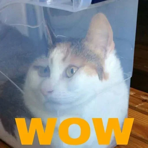 Sticker Maker - hyper_cats