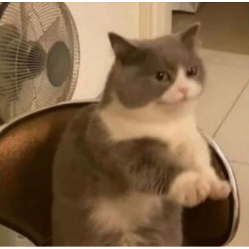 Sticker Maker - hyper_cats