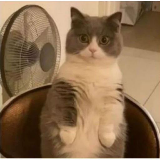 Sticker Maker - hyper_cats