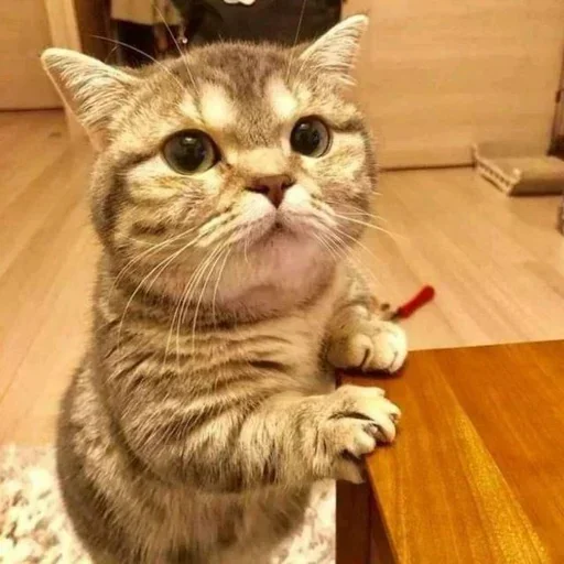 Sticker Maker - hyper_cats