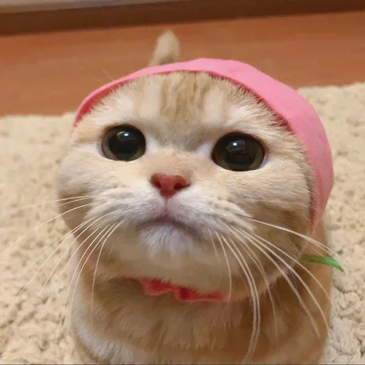 Sticker Maker - hyper_cats