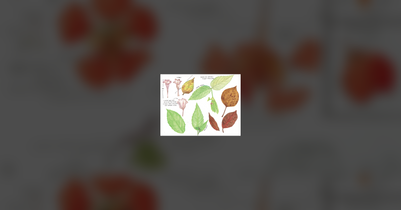 Sticker Maker - jamie