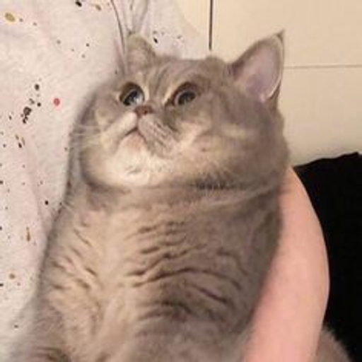 Sticker Maker - kitty memes