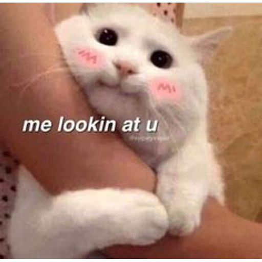 Sticker Maker - kitty memes