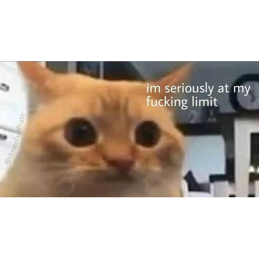 Sticker Maker - kitty memes