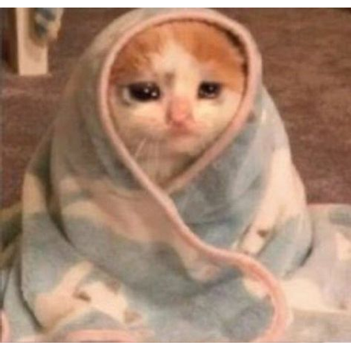 Sticker Maker - kitty memes