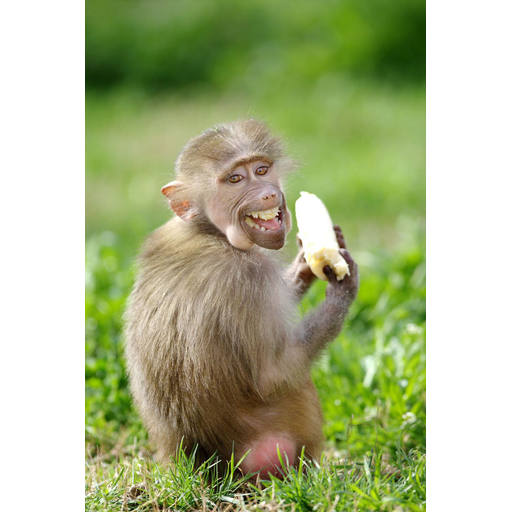 Sticker Maker - KOMİK