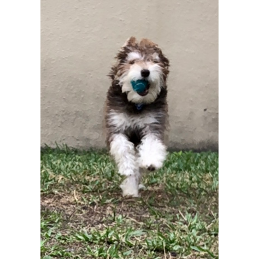 Sticker Maker - Mami freca