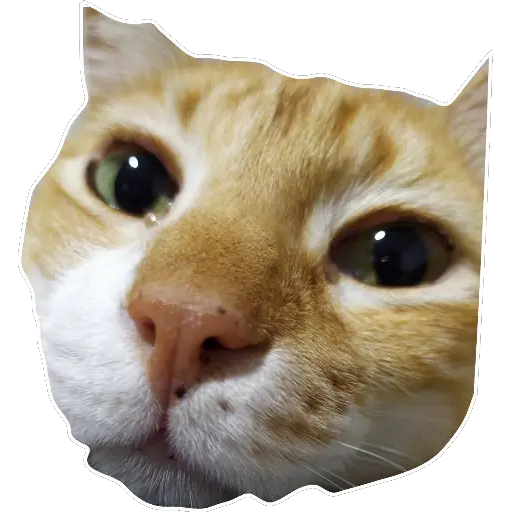 Sticker Maker - MEEMS