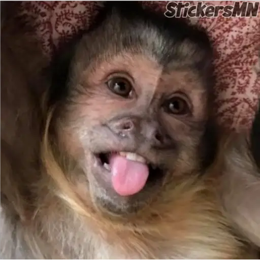 Sticker Maker - Memes Del Monito??