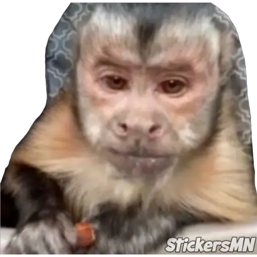 Sticker Maker - Memes Del Monito??
