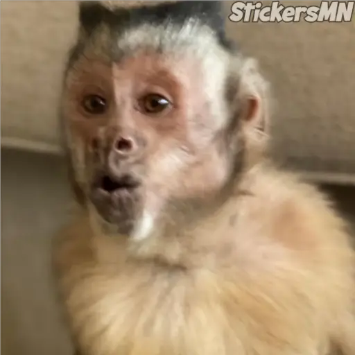Sticker Maker - Memes Del Monito🐵🐒
