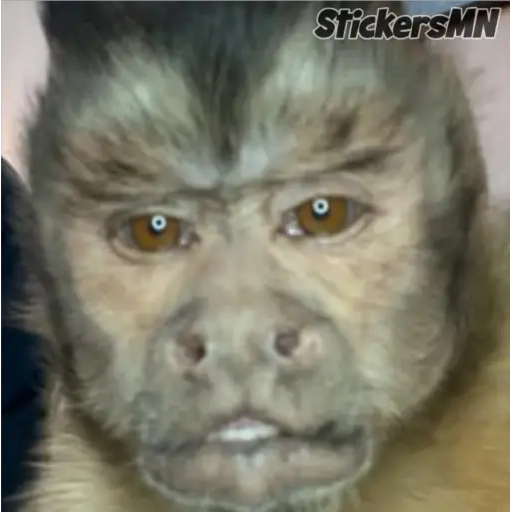 Sticker Maker - Memes Del Monito??