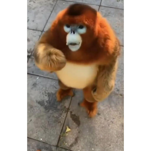Sticker Maker - MONKEY?