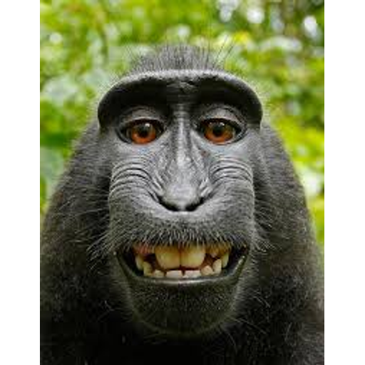 Sticker Maker - Monkey Sticker