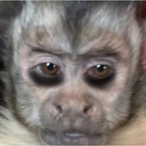 Sticker Maker - Monki