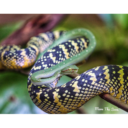 Sticker Maker - MP sticker pack 2