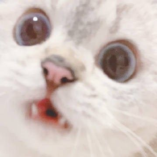 Sticker Maker - nana the cat