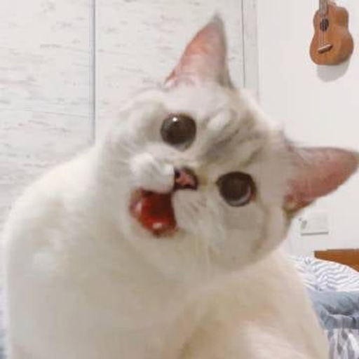 Sticker Maker - nana the cat