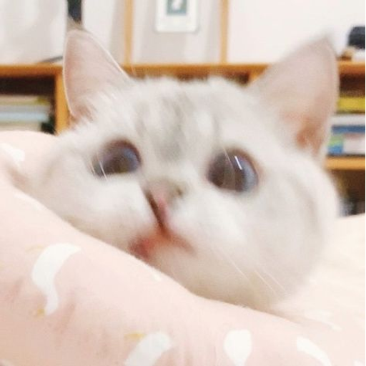 Sticker Maker - nana the cat