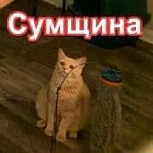 Sticker Maker - NAU Pack